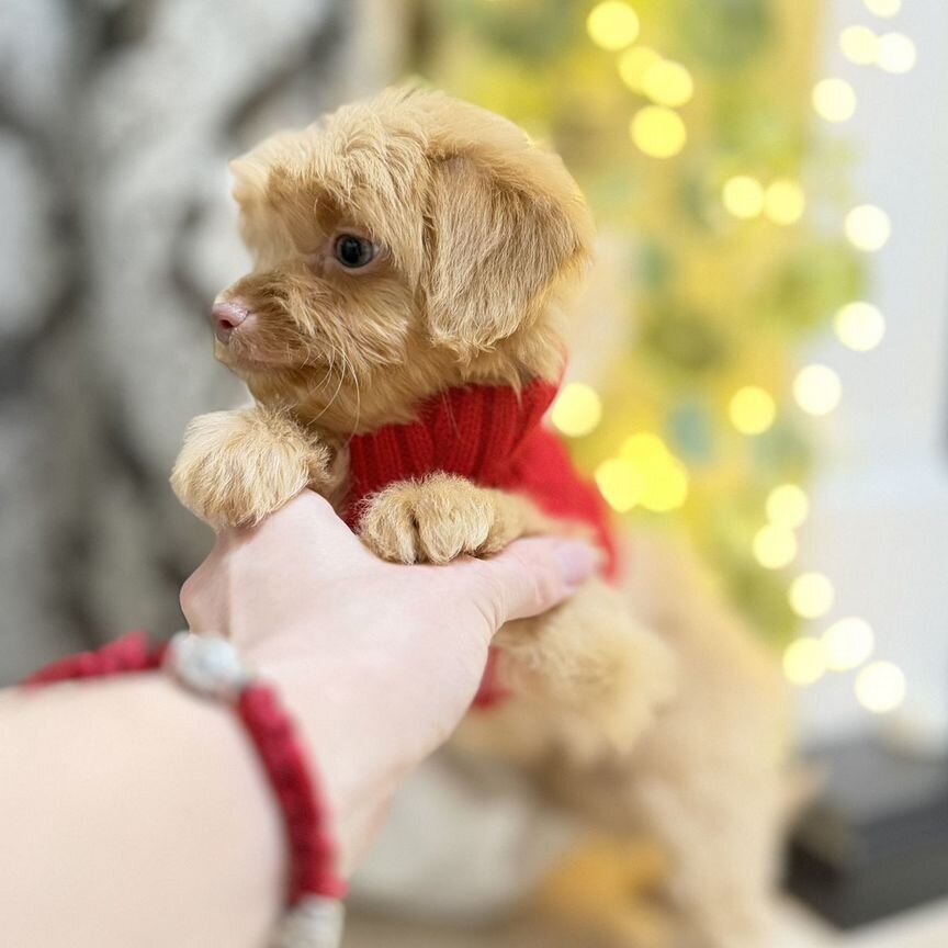 Девочка помапу