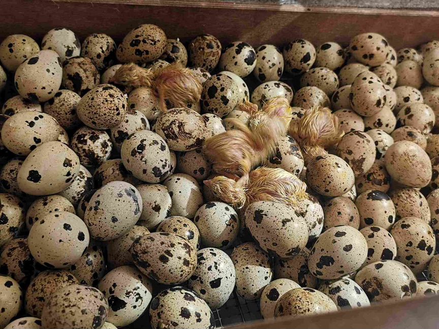 Яйца перепелиные инкубационные