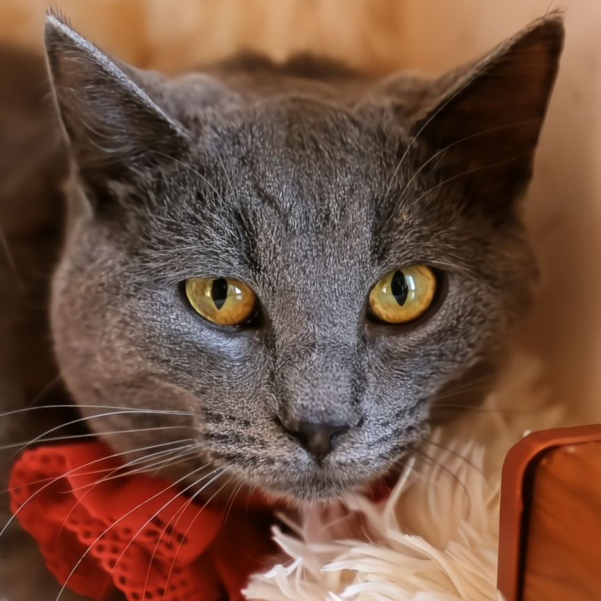 Взрослый кот в добрые руки