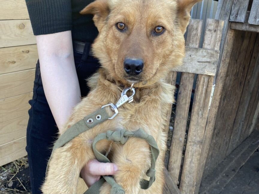 Люся в добрые руки