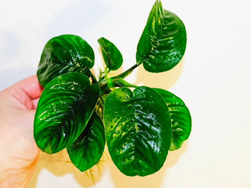 Анубиас бартери бабочка