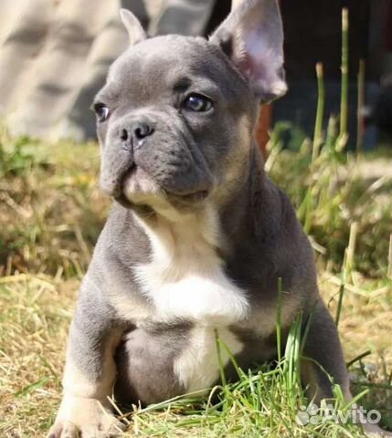 Французский бульдог щенки голубые с серебром