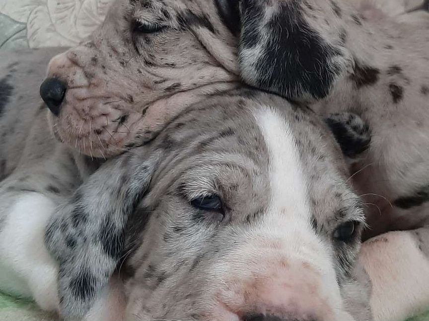 Щенки немецкого дога