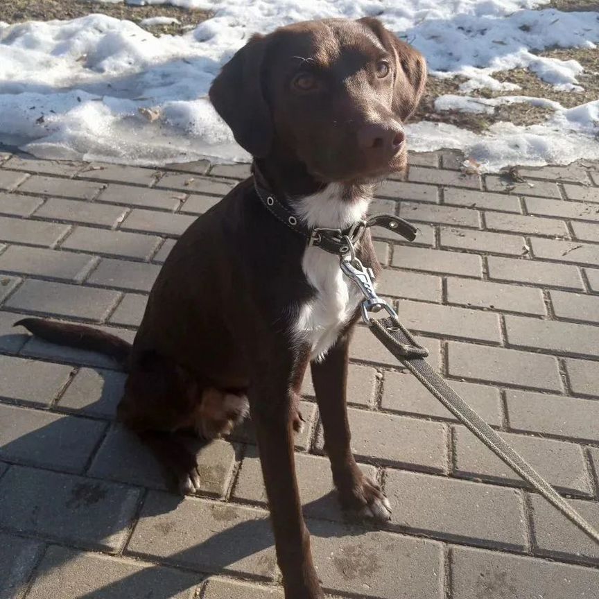 Французский спаниель, щенок