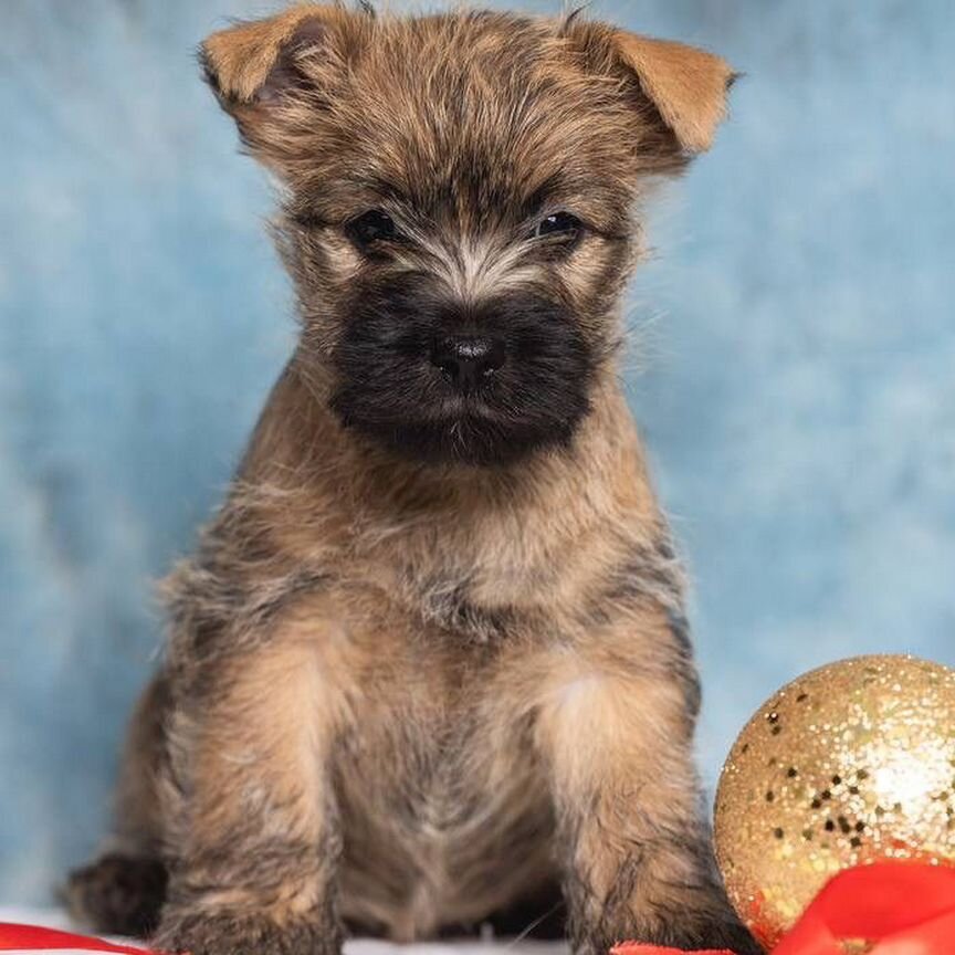 Керн-терьер, щенок