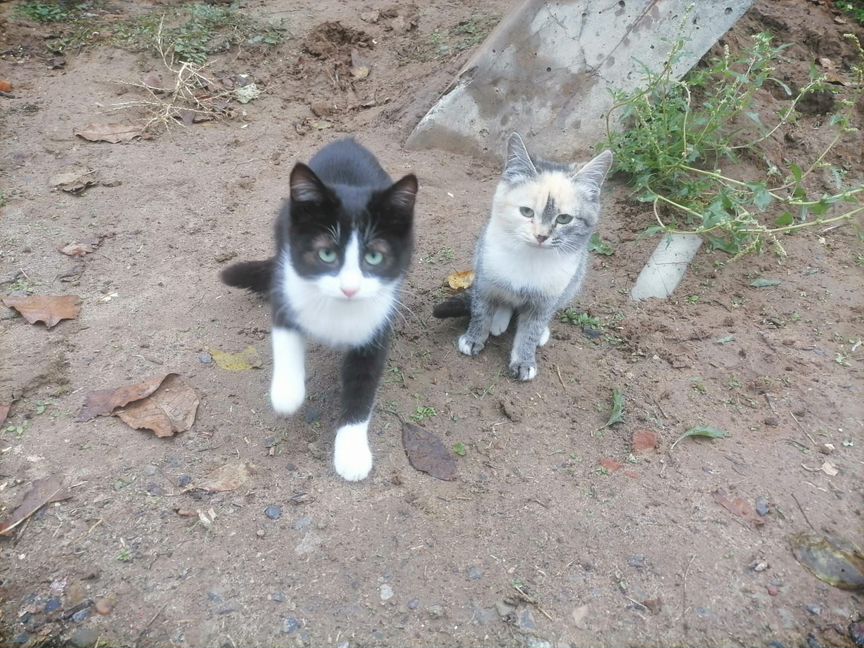 Котята смертники добрые люди отзовитесь