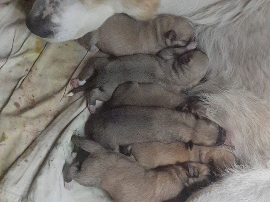 Собака алабай щенки