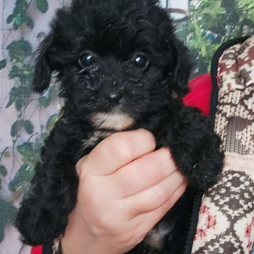 Мини девочка