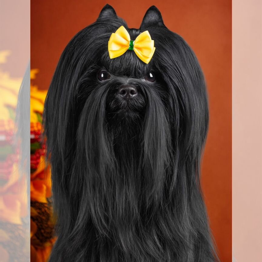 Русская салонная собака, вязка