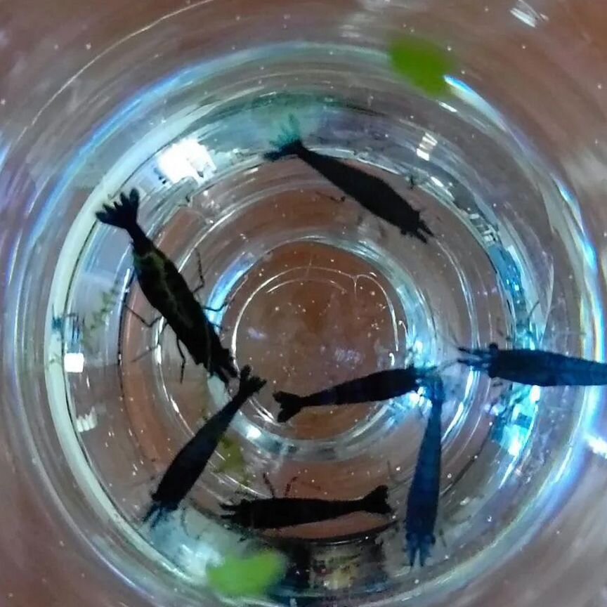 Креветки Neocardina Blue Dream)синие чистая линия