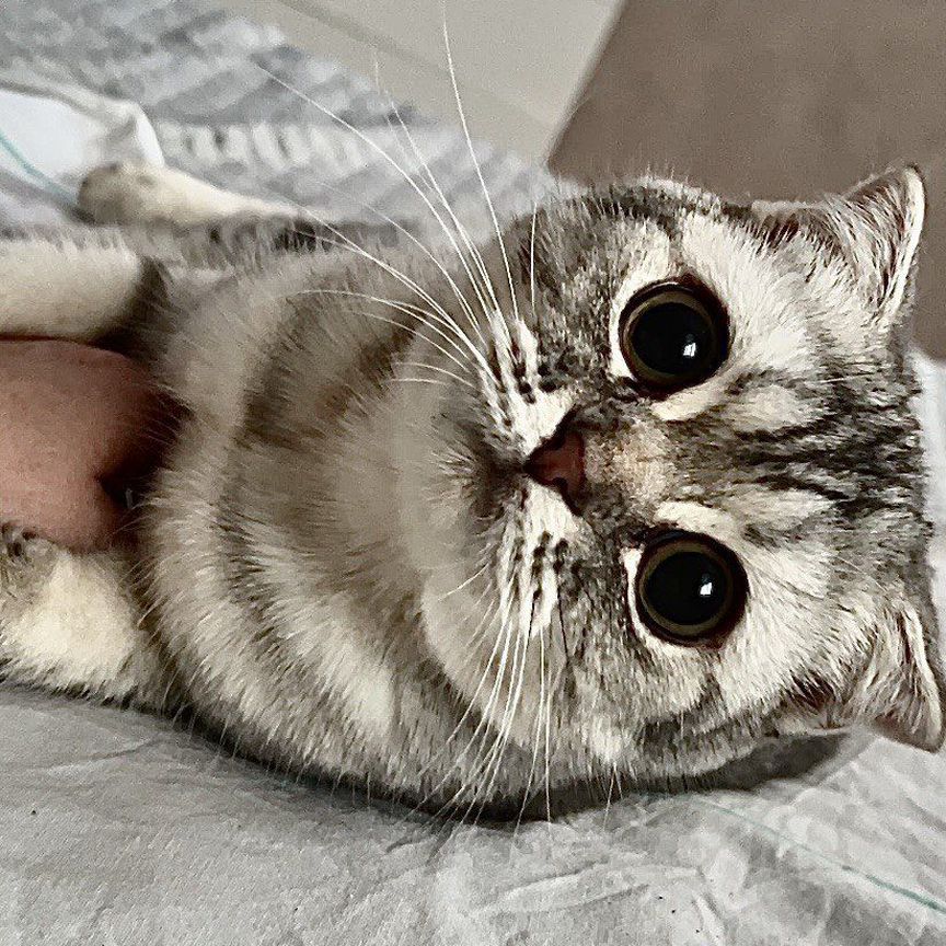 Шотландская вислоухая короткошёрстная, взрослая кошка