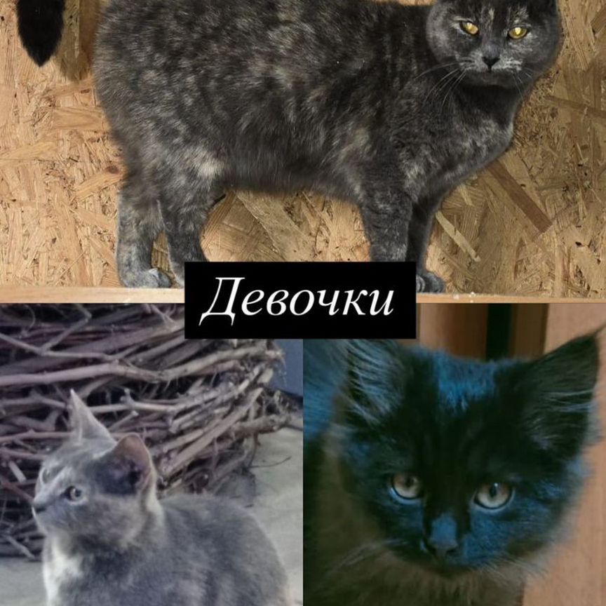 Красивые котики