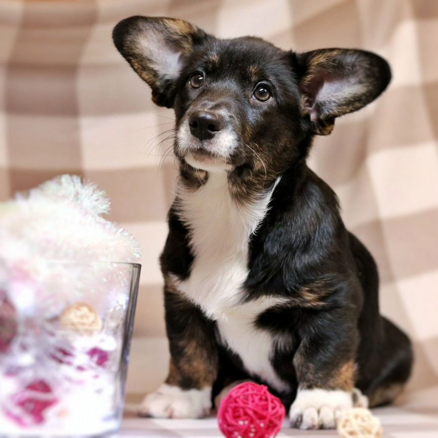 Малышка кардиган корги