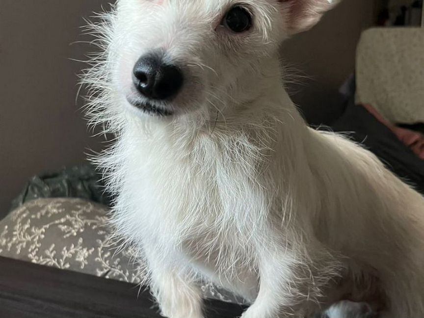 Снежок ищет дом