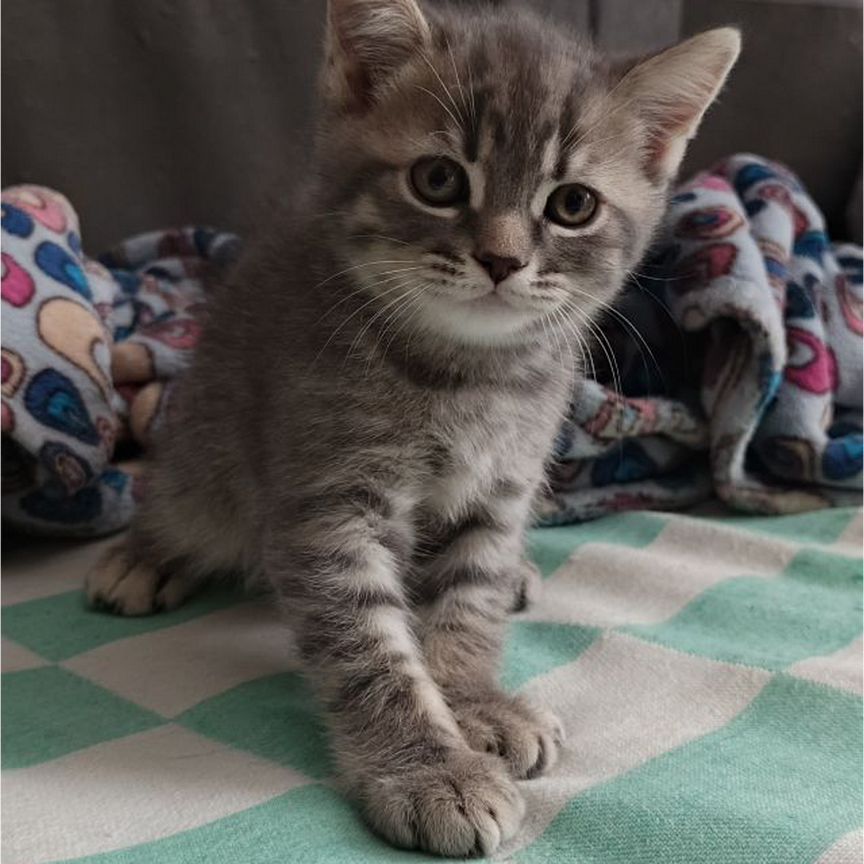 Британский короткошёрстный котёнок