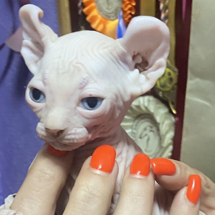 Эльф котёнок