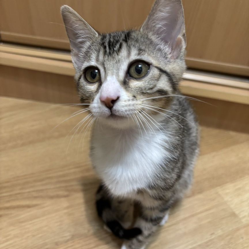 Кошка 3 месяца