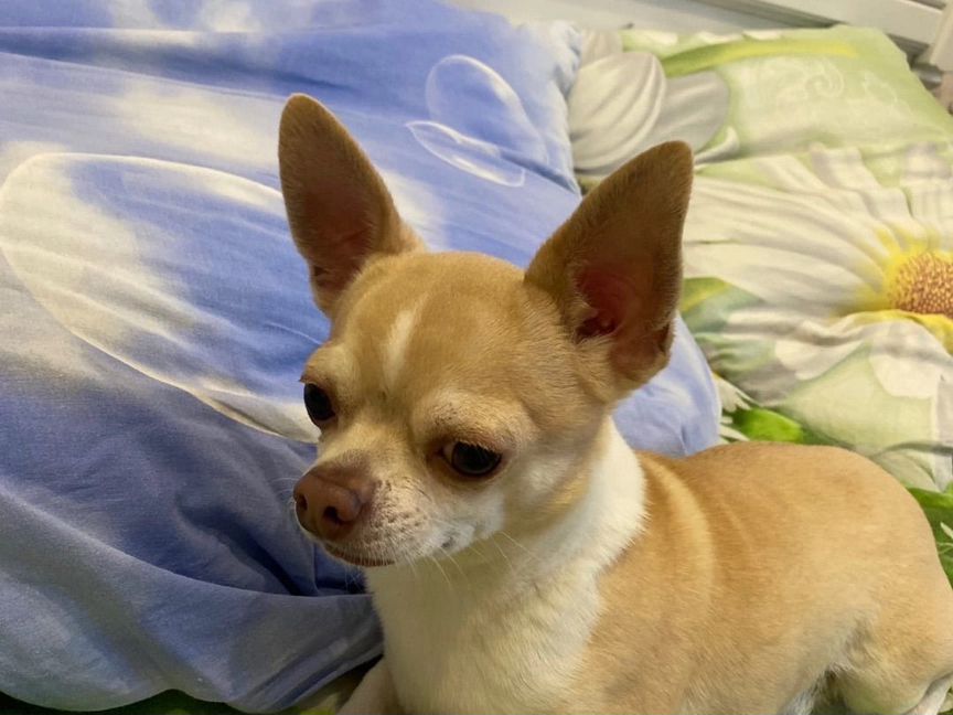 Вязка кобель чихуахуа