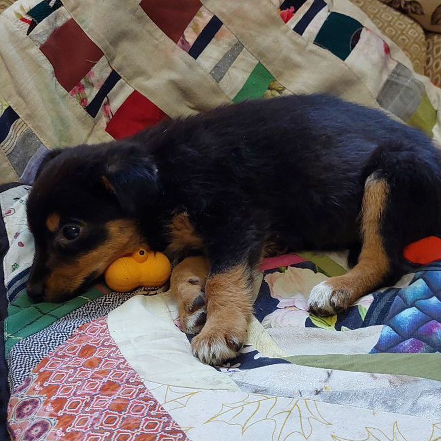 Щенок от маленькой собачки