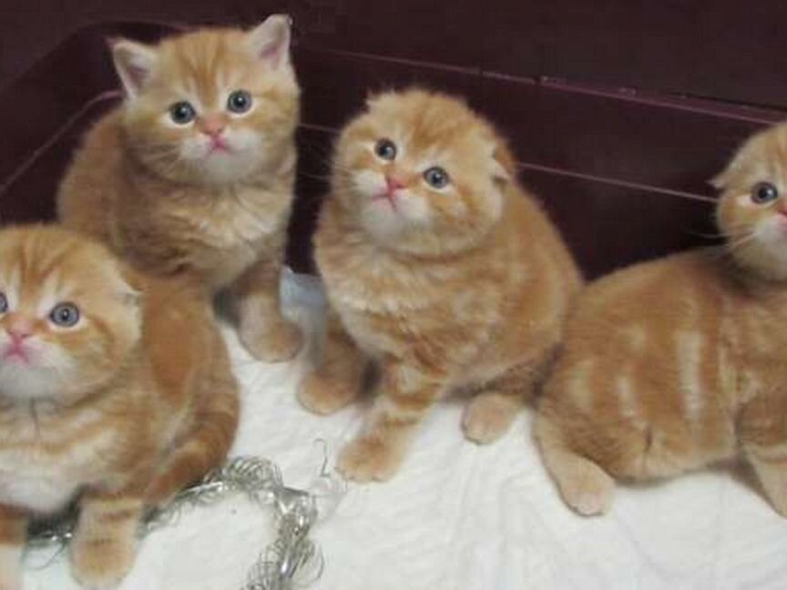 Шотландские котята