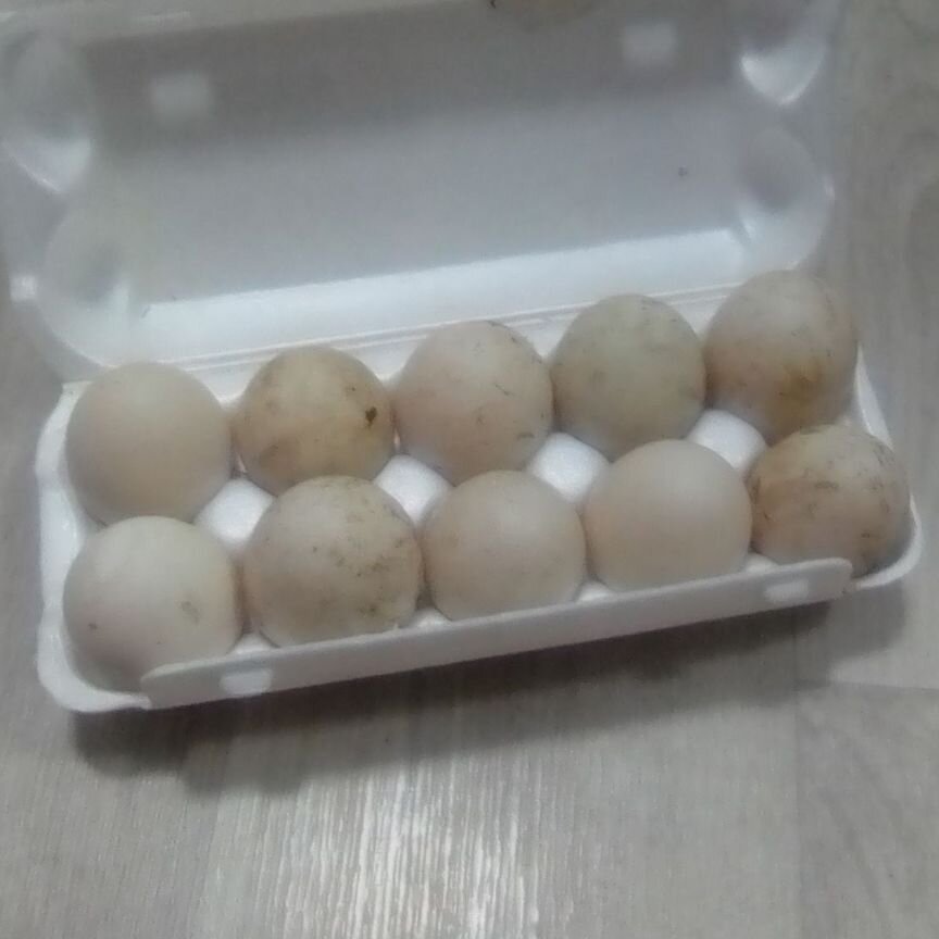 Утиные инкубационные яйца