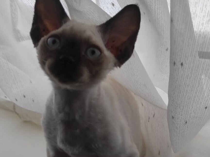 Котята девон-рекс