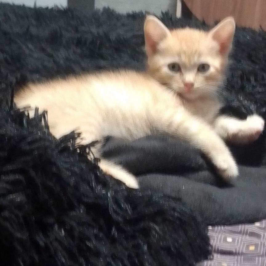 Отдам котенка в хорошие руки
