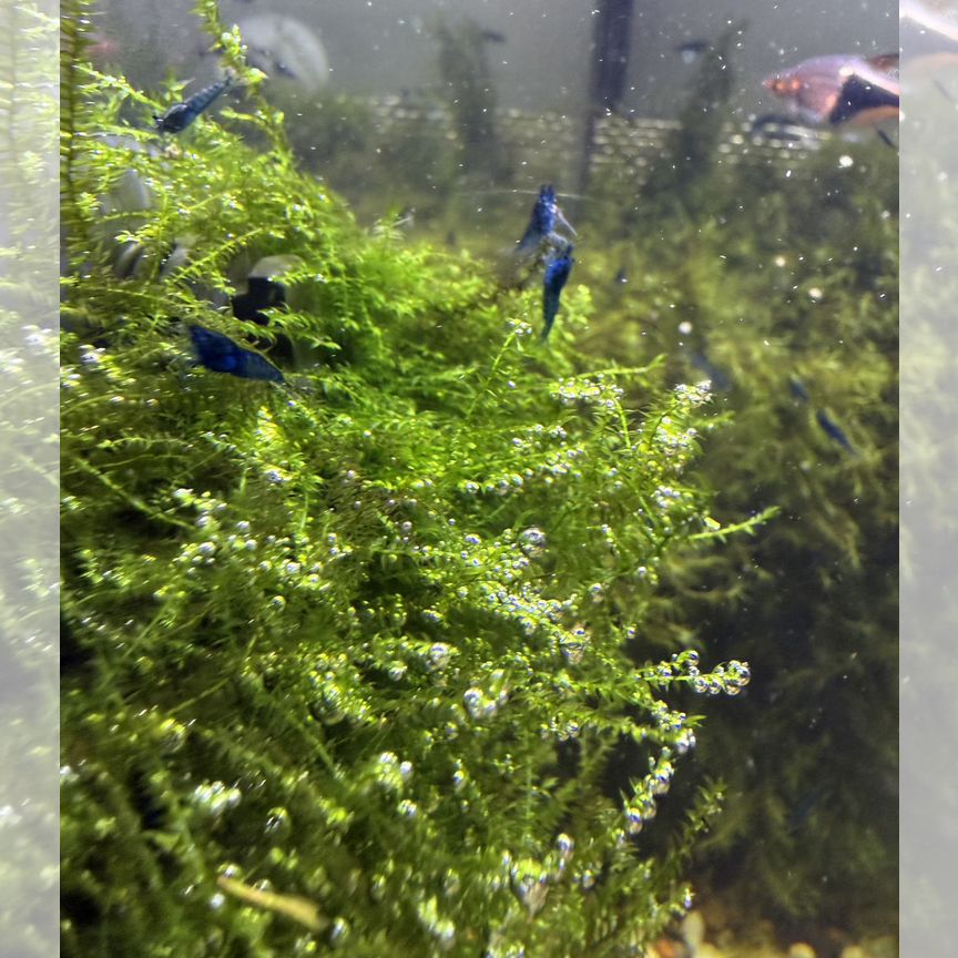 Мох феникс, яванский, ричия плавающий