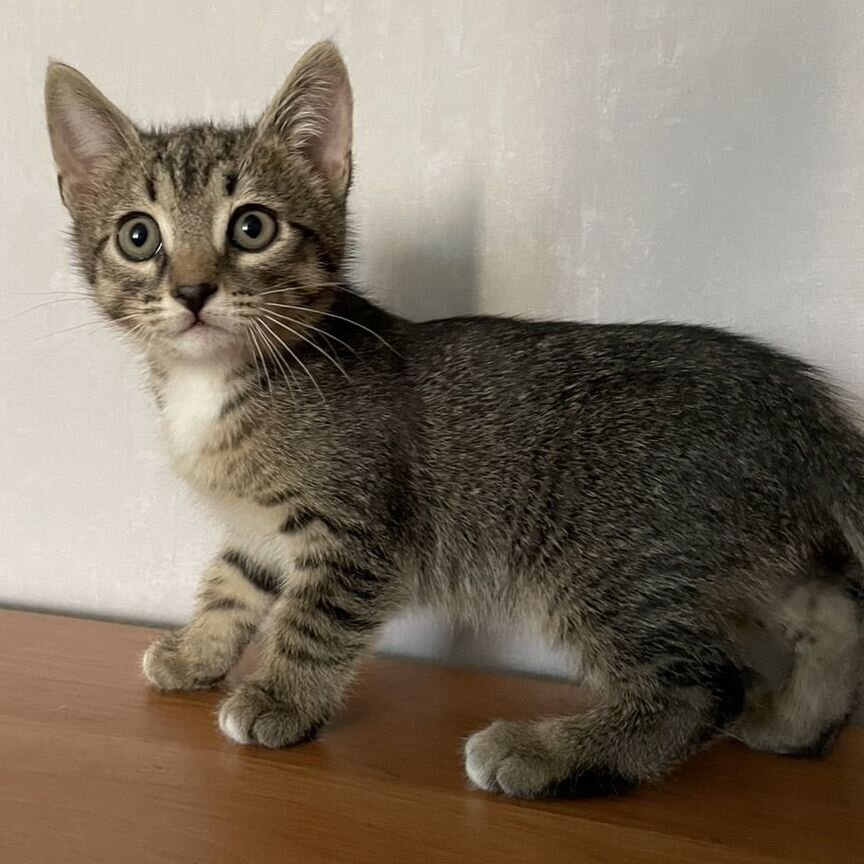 Котенок в самые лучшие ручки