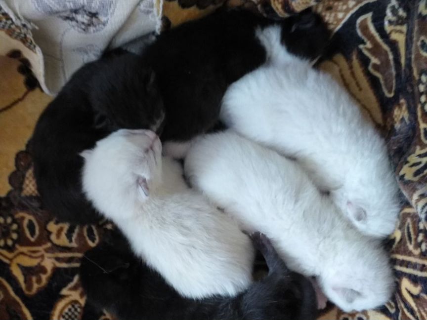 Котята от домашних питомцев