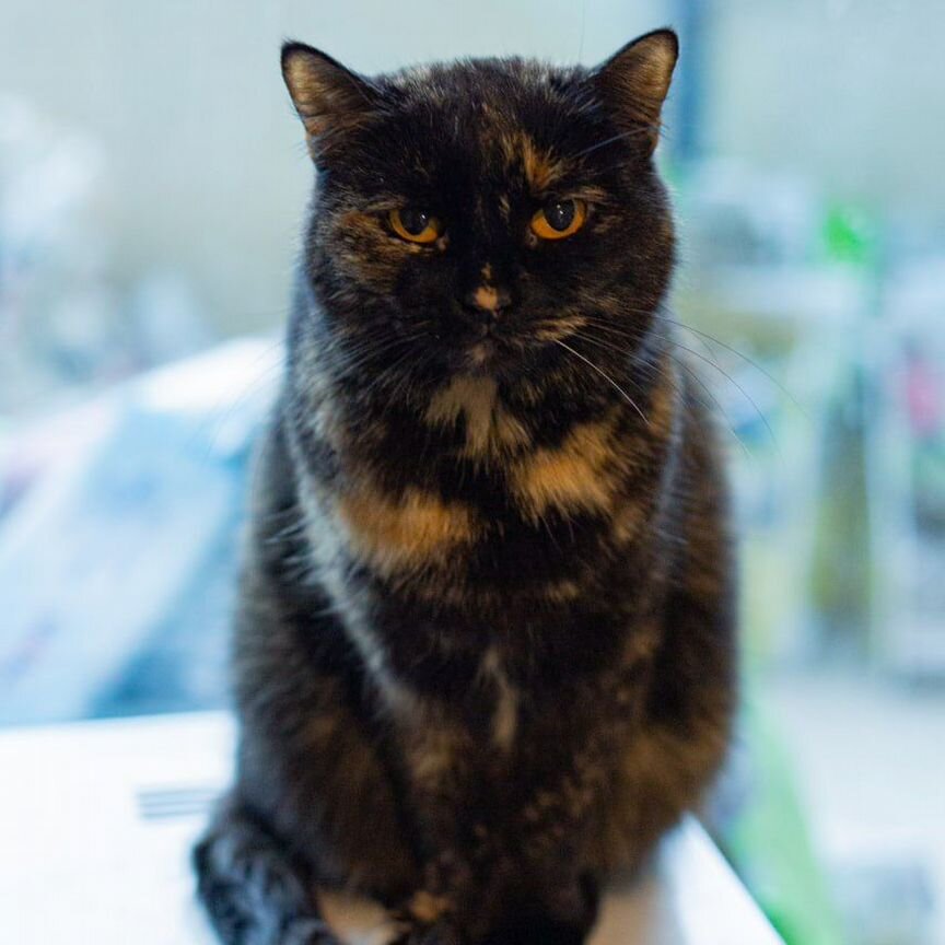 Кошка Софа в добрые руки