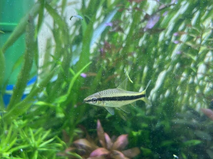 Водрослееды сиамские