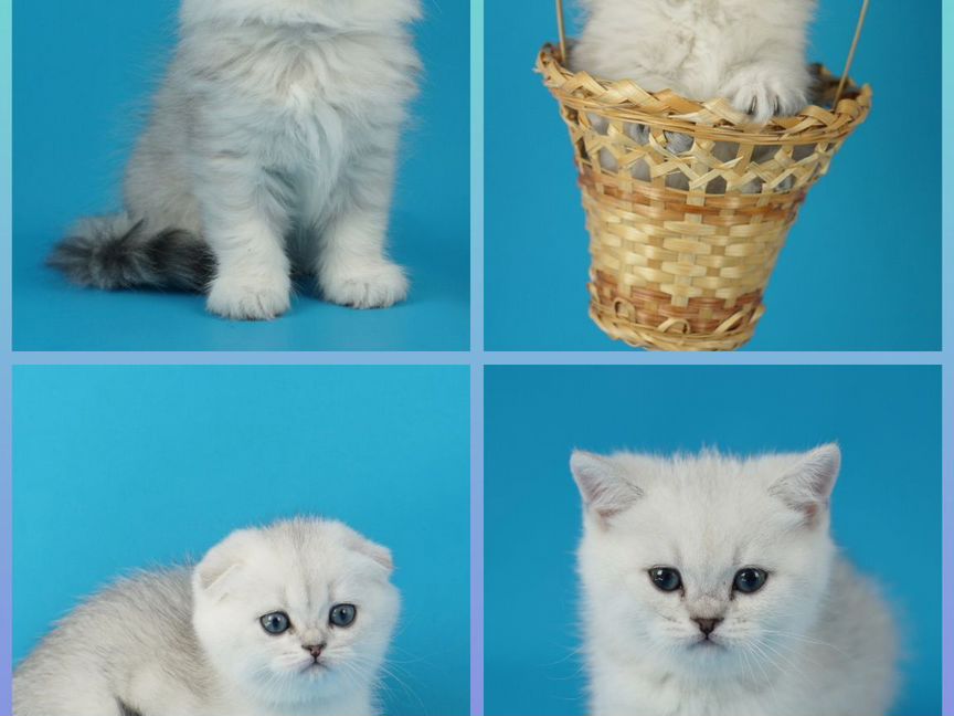 Котята в любимцы