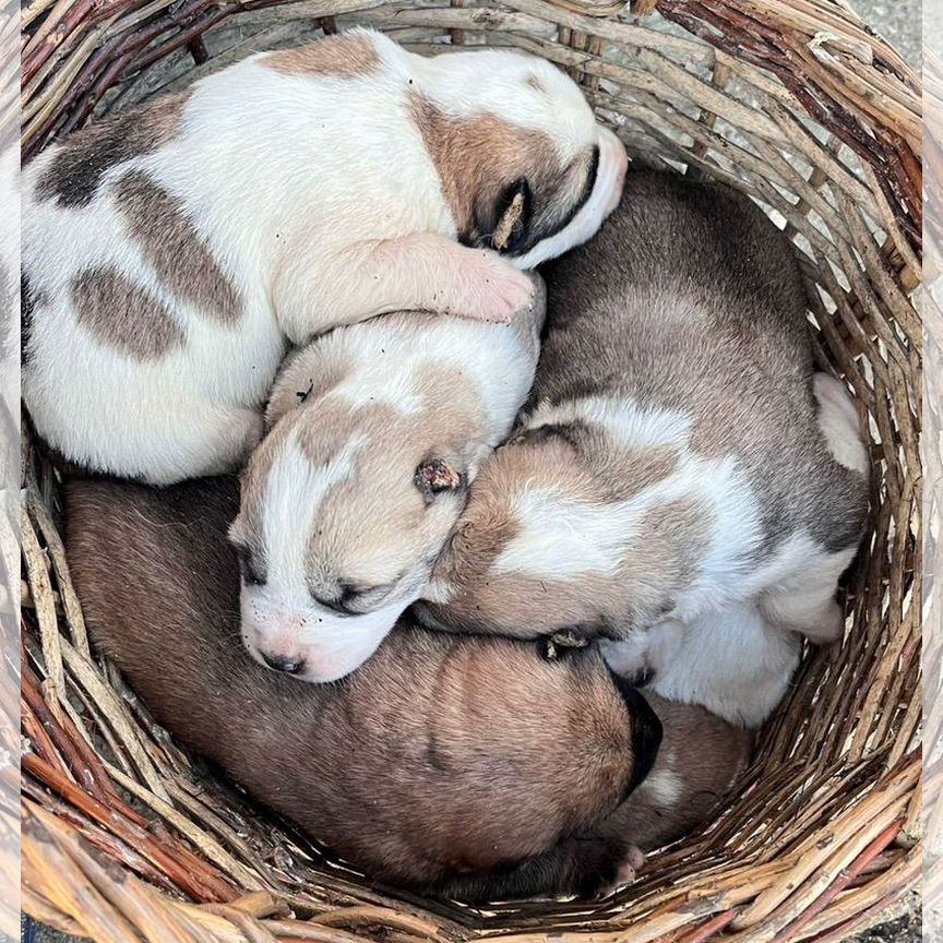 Среднеазиатская овчарка, щенок