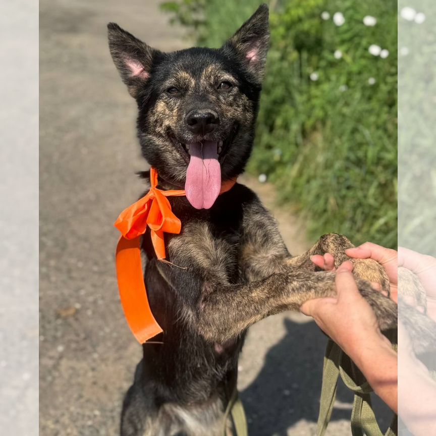 Взрослая собака в добрые руки