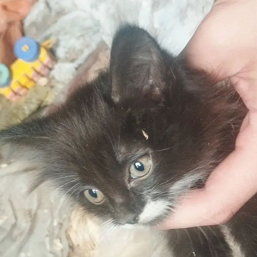 Котёнок в добрые руки