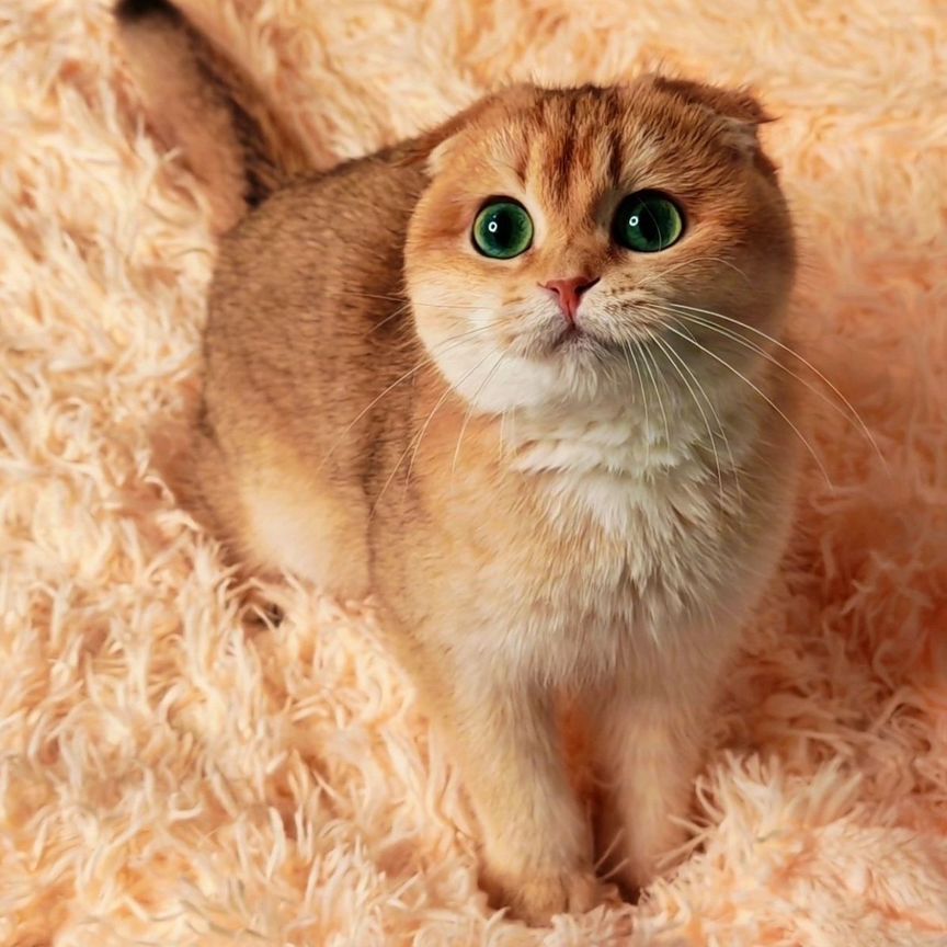 Шотландский вислоухий короткошёрстный котёнок