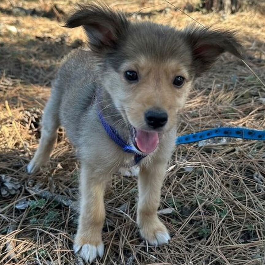 Спасите щенка из отлова