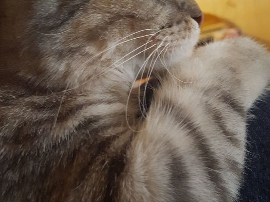 Молодая кошечка