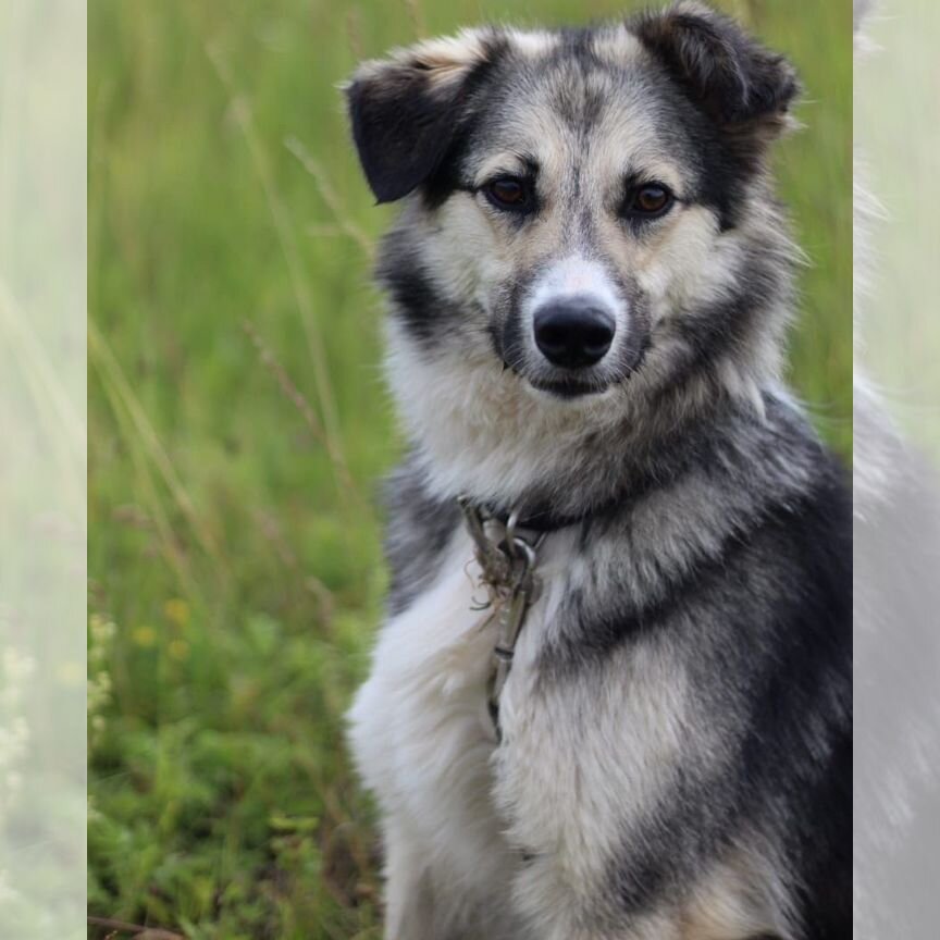 Взрослая собака в добрые руки