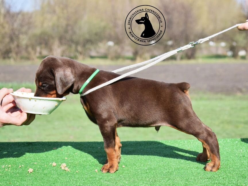 Щенки добермана