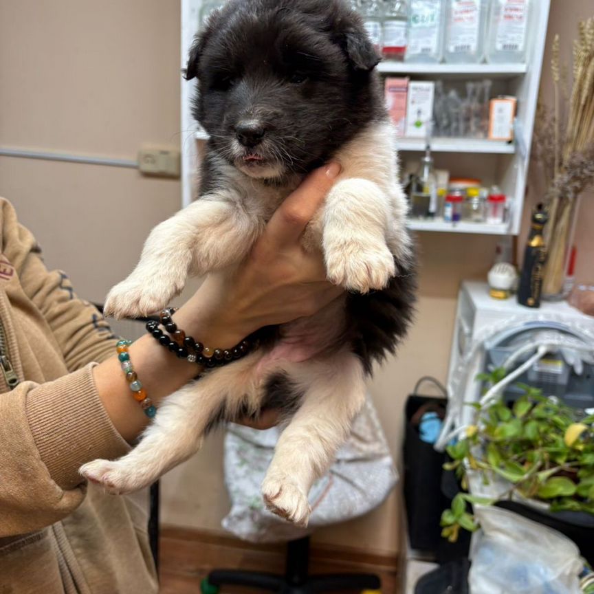 Щенки В добрые руки. Рыженькие девочки