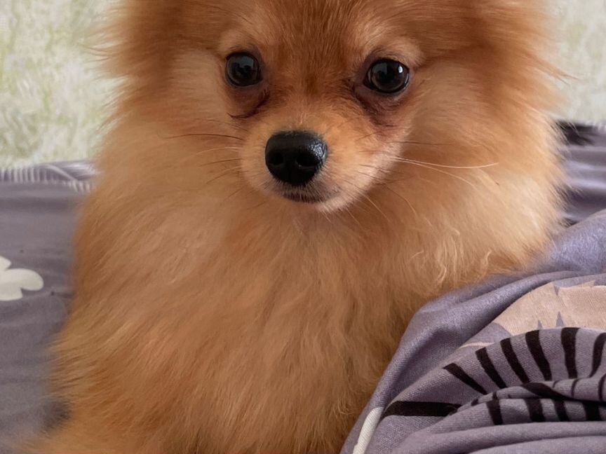 Вязка