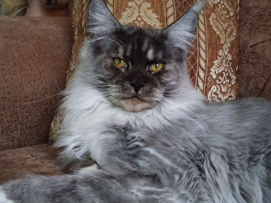 Клубный мейн-кун Артур в эффектном окрасе