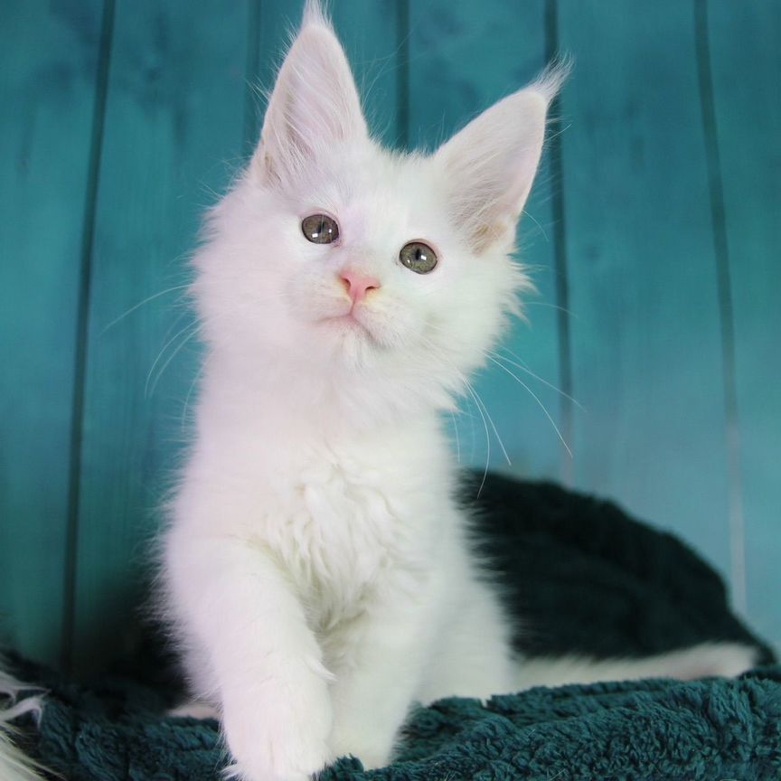 Мейн-кун котёнок