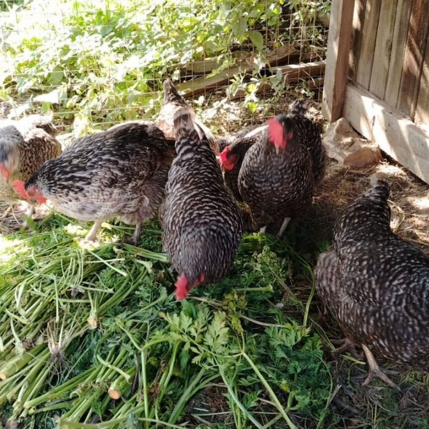 Куры несушки продам