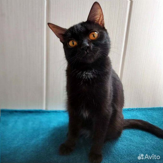 Черная мини-кошечка с оранжевыми глазками