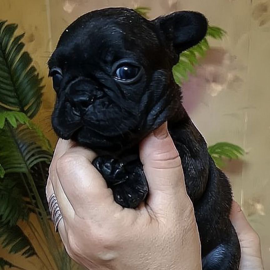 Французский бульдог, щенок