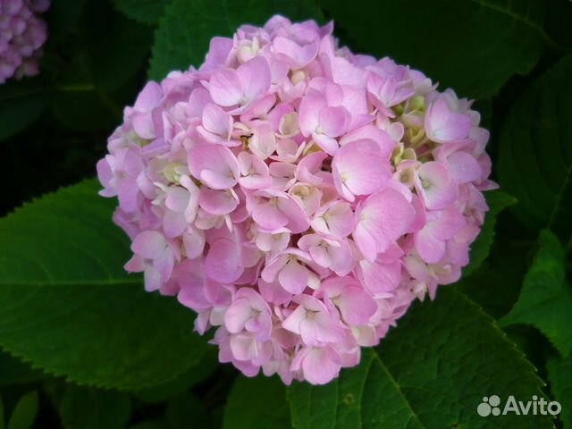 Гортензия крупнолистная купить в Курске | Товары для дома и дачи | Авито