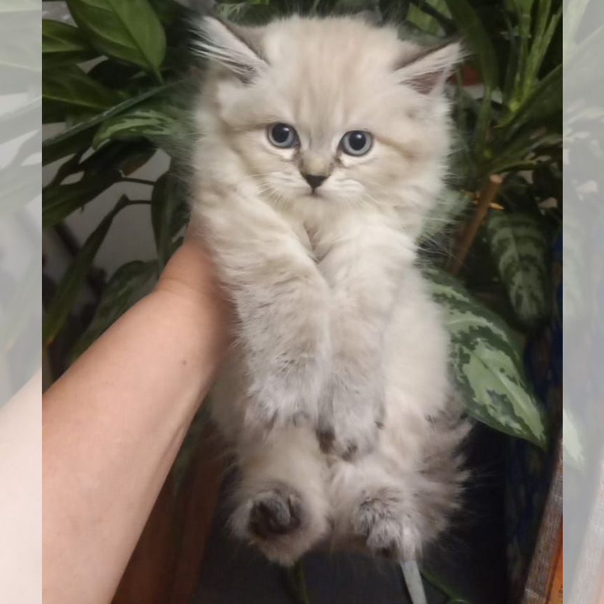 Невский маскарадный котёнок